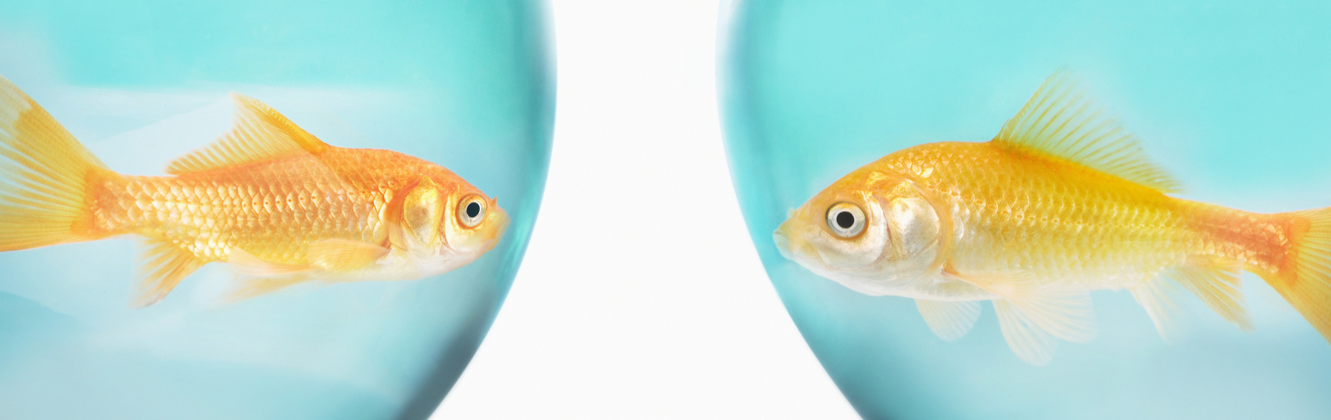 How To Craft The Perfect Pitch